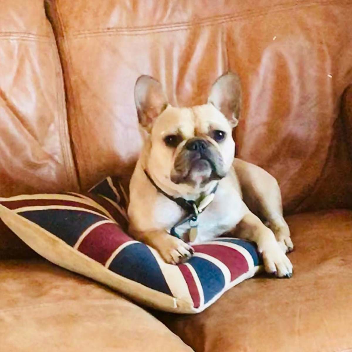 Lottie — Cw Talent 